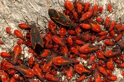 Managing a Boxelder Swarm | NDSU Agriculture